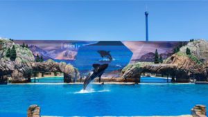 SeaWorld_Orca_Breach | Your USA City Guide