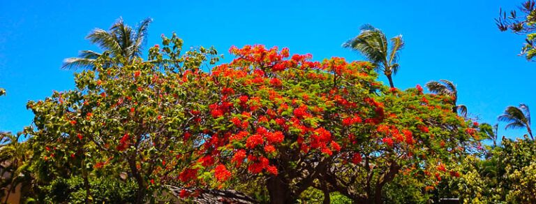Maui’s Plants and Flowers – Guide to The Wonderful Plant Life of Maui ...