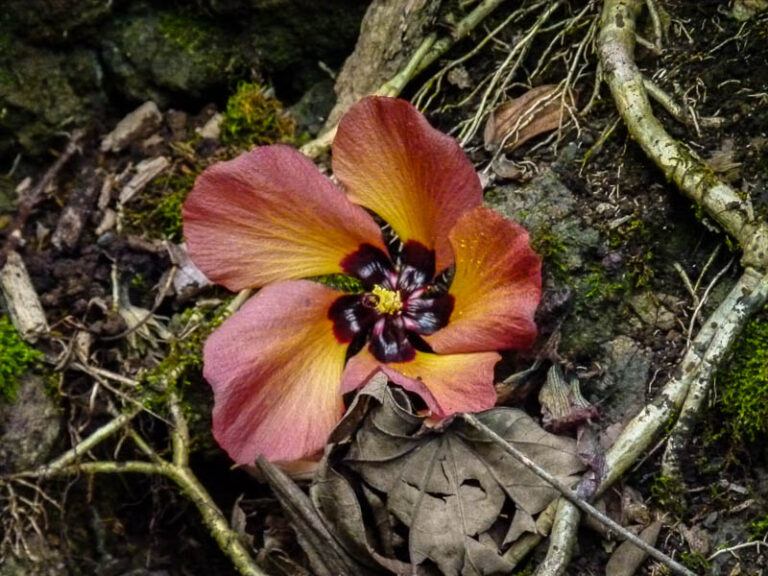 Maui’s Plants and Flowers – Guide to The Wonderful Plant Life of Maui ...