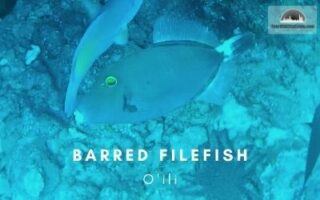Hawaiian Reef Fish Guide – Hawaii Reef Fish Identification Guide