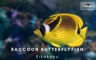 Hawaiian Reef Fish Guide – Hawaii Reef Fish Identification Guide