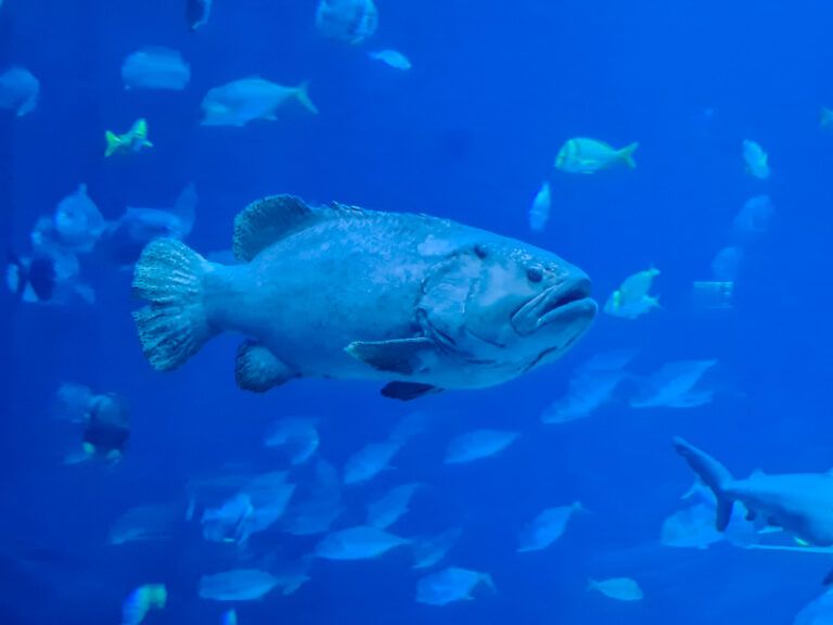 10 Best Aquariums In The USA – All The Top Aquariums in American Ranked!